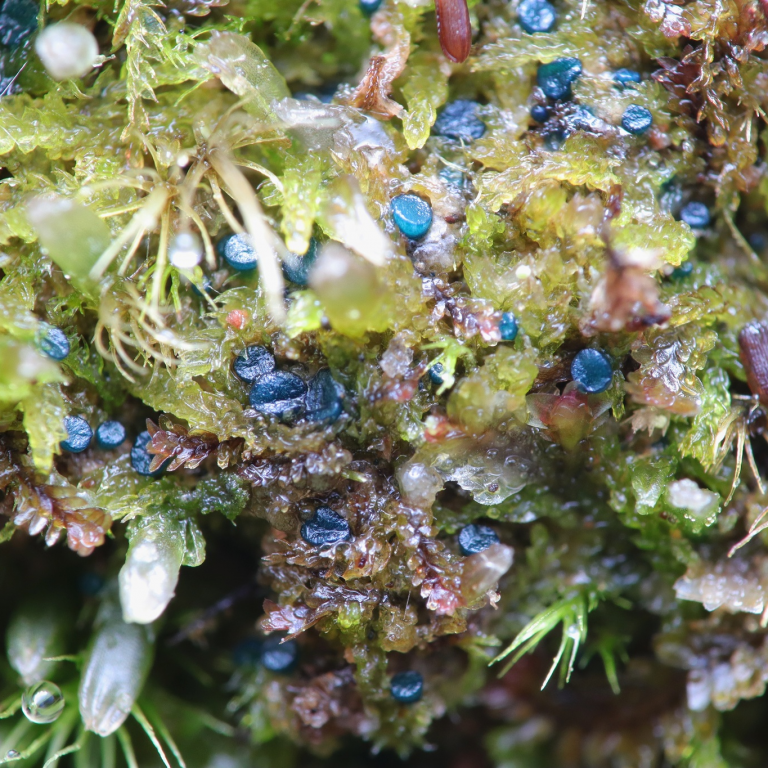 SVIMS – South Vancouver Island Mycological Society